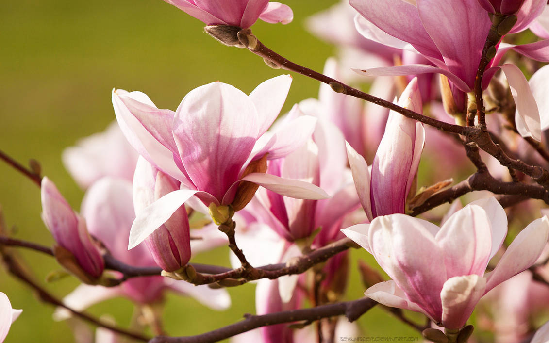Iron Magnolia by SeaWhisper on DeviantArt