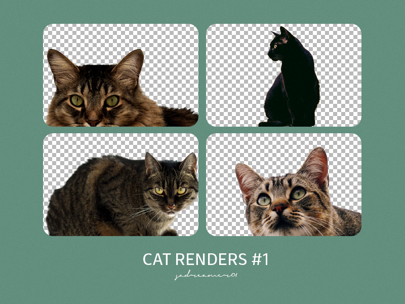 Cat Renders #1 by sadreamer01 on DeviantArt