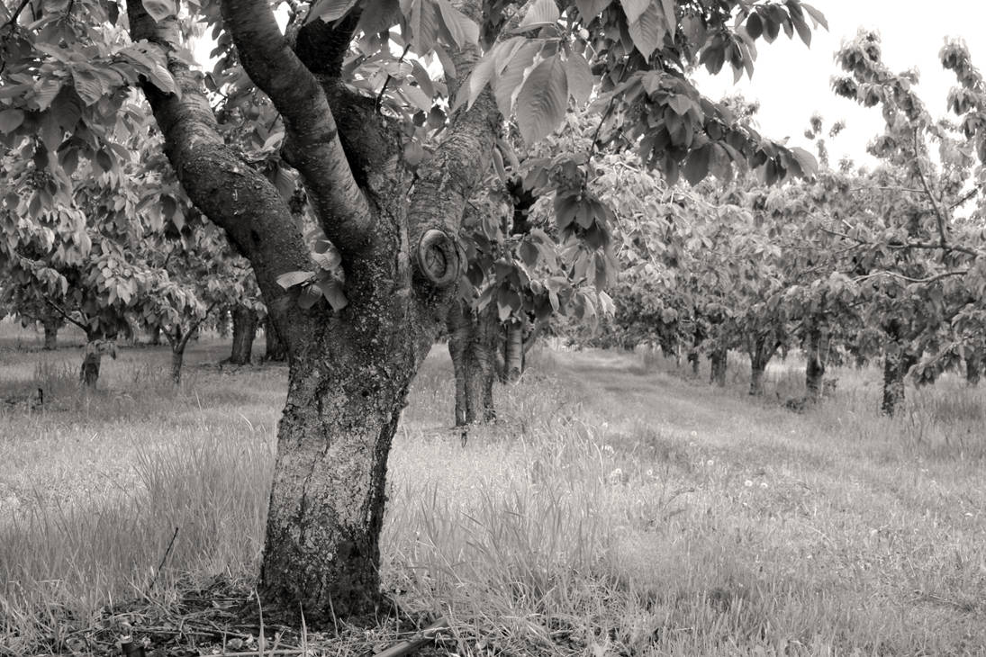 Orchard Shade by g-brooks on DeviantArt