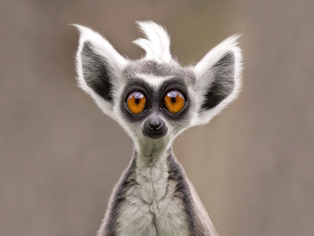 Lemur by Lord-Iluvatar on DeviantArt