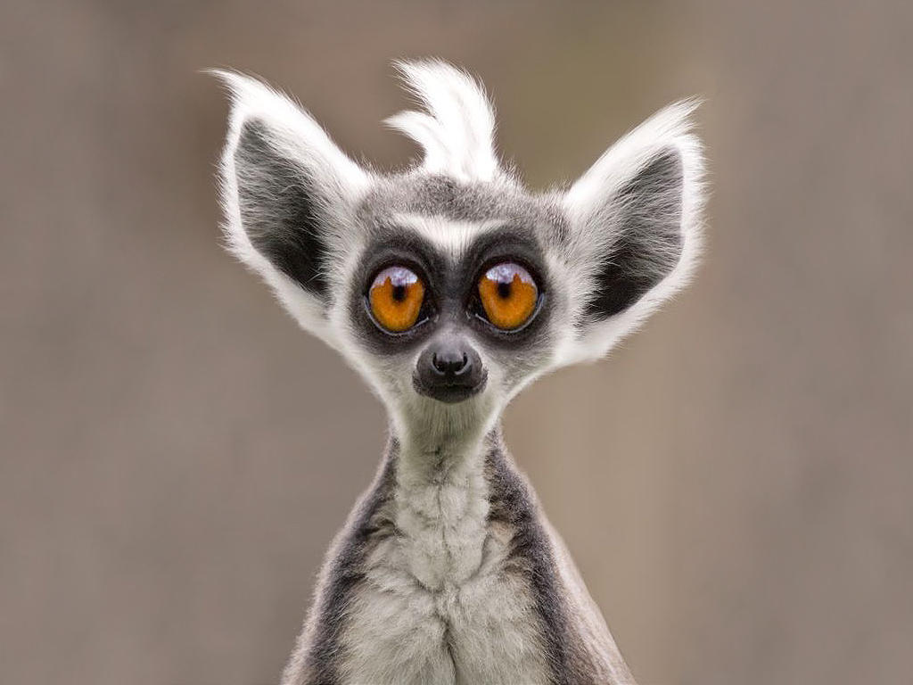 Lemur by Lord-Iluvatar on DeviantArt