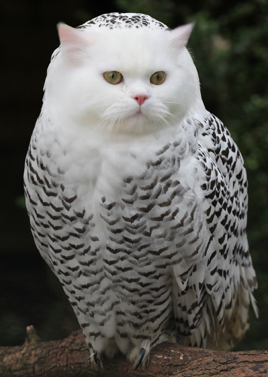White Owlcat by SiriTopia on DeviantArt