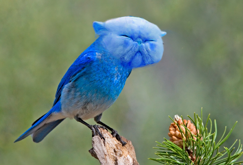 Catbird 5 by SiriTopia on DeviantArt