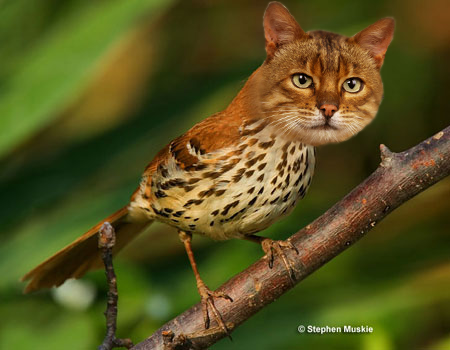 Catbird 23 by SiriTopia on DeviantArt