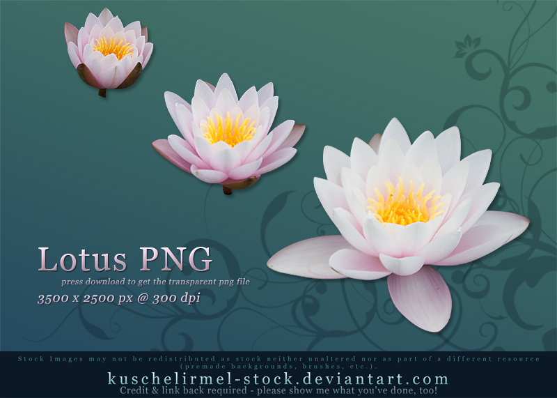 Lotus PNG by kuschelirmel-stock on DeviantArt