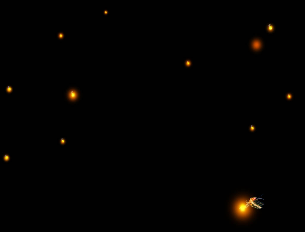 FireFly By Zeng zinh PSD by photography456789 on DeviantArt