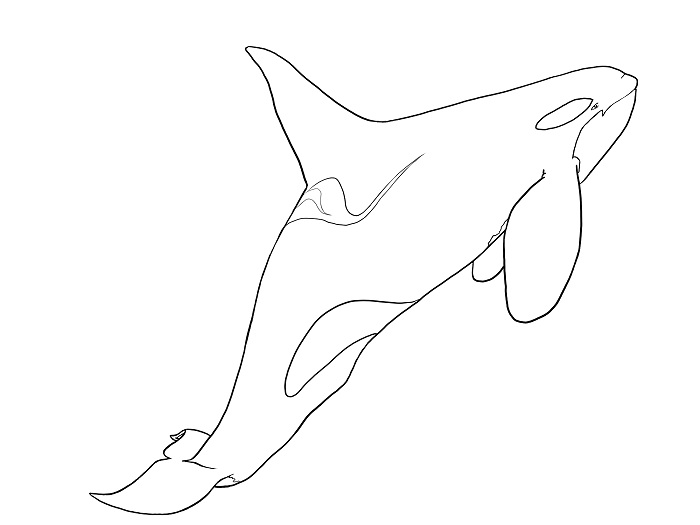 Orca adoptable by Moeyak on DeviantArt