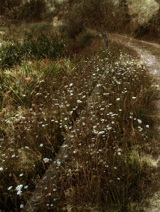 Fulgo... by nightmare-orchestra on DeviantArt