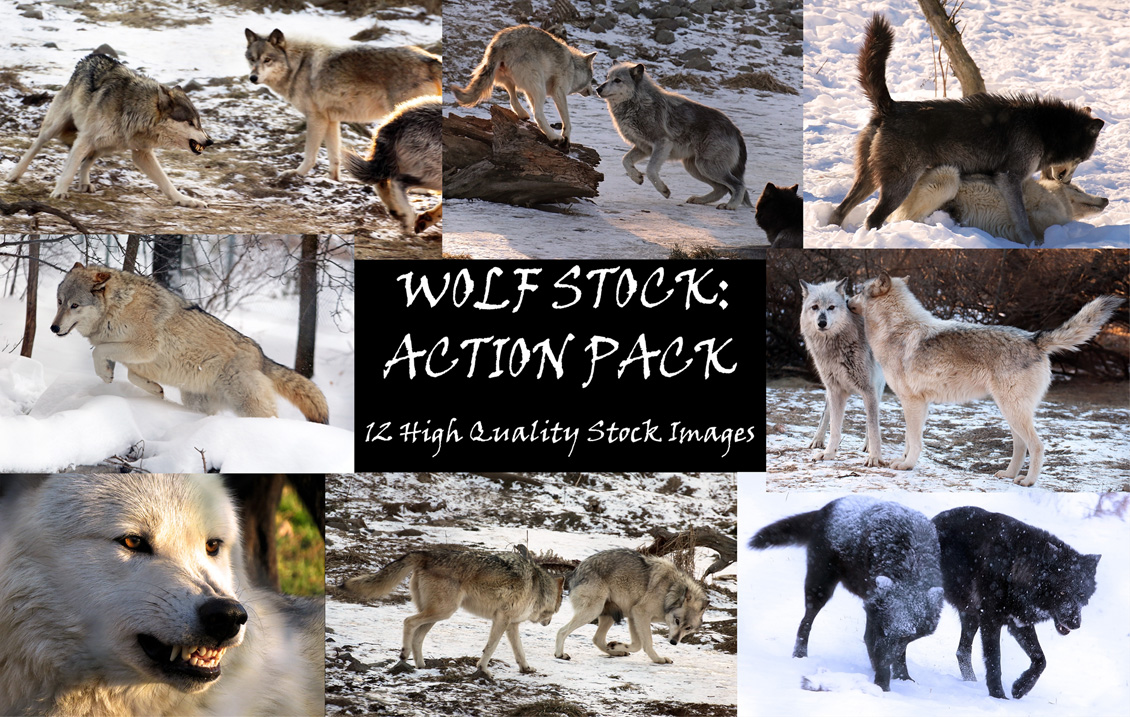 Wolf Stock: Premium Action Pack by HOTNStock on DeviantArt