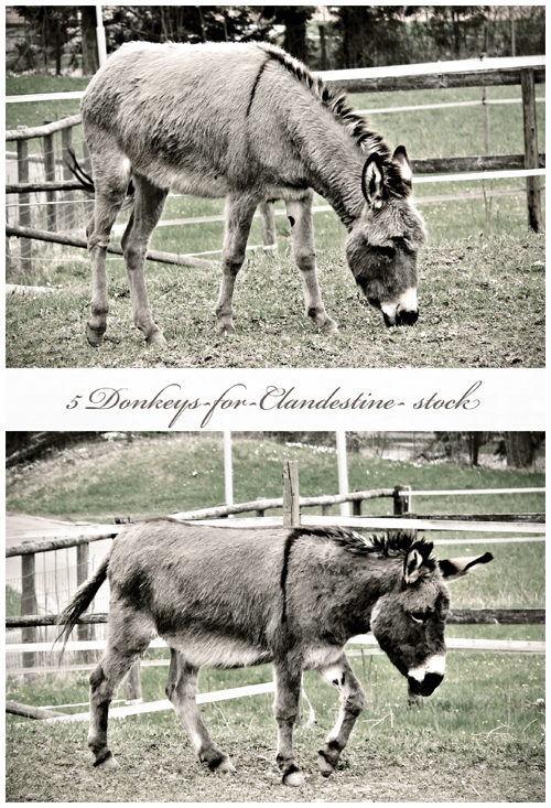 5 donkeys by clandestine-stock on DeviantArt