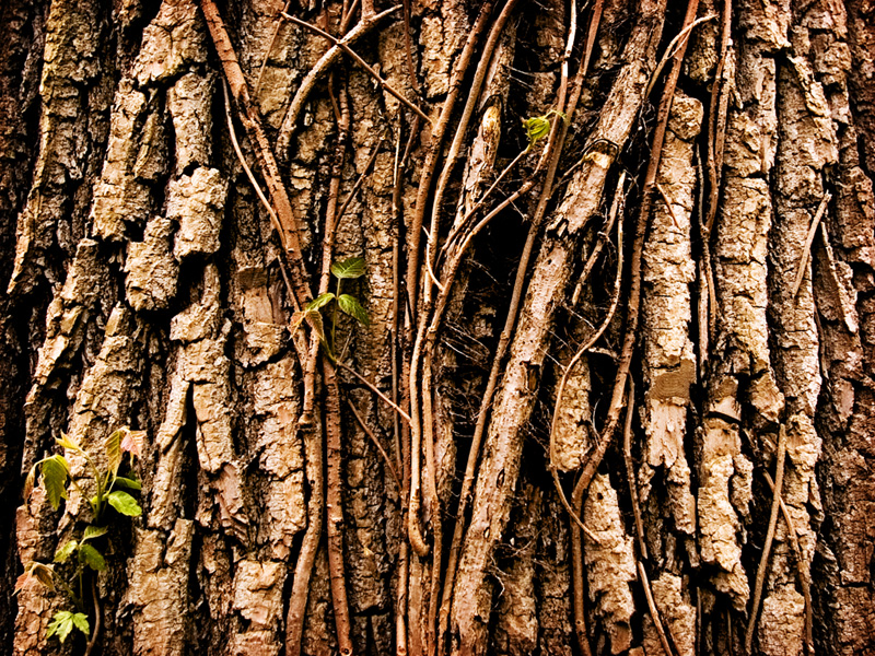 'Gnarly' Wallpaper Pack by danitzh on DeviantArt