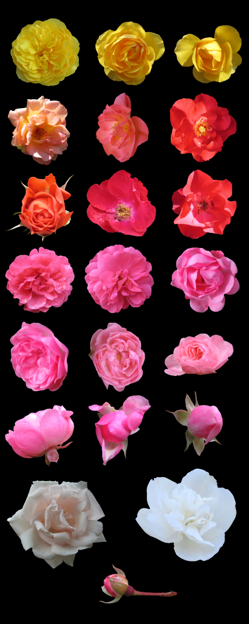 GIMP Rose Brushes Collection by The-Bardess on DeviantArt