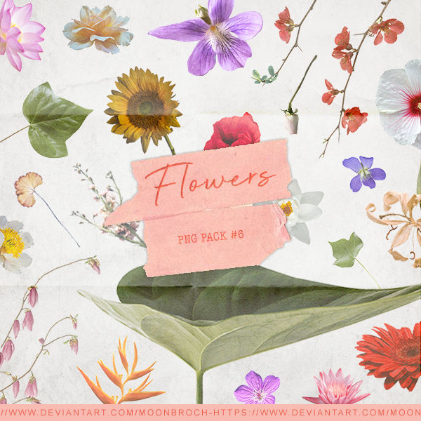 Flowers png pack #6 by moonbroch on DeviantArt
