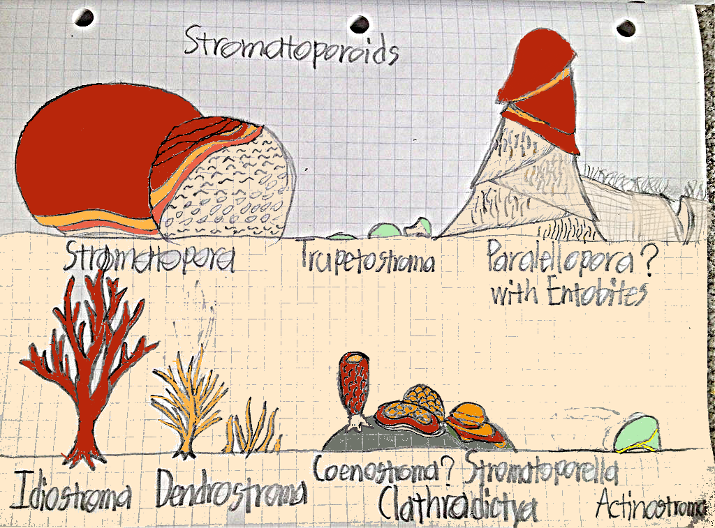Stromatoporoids