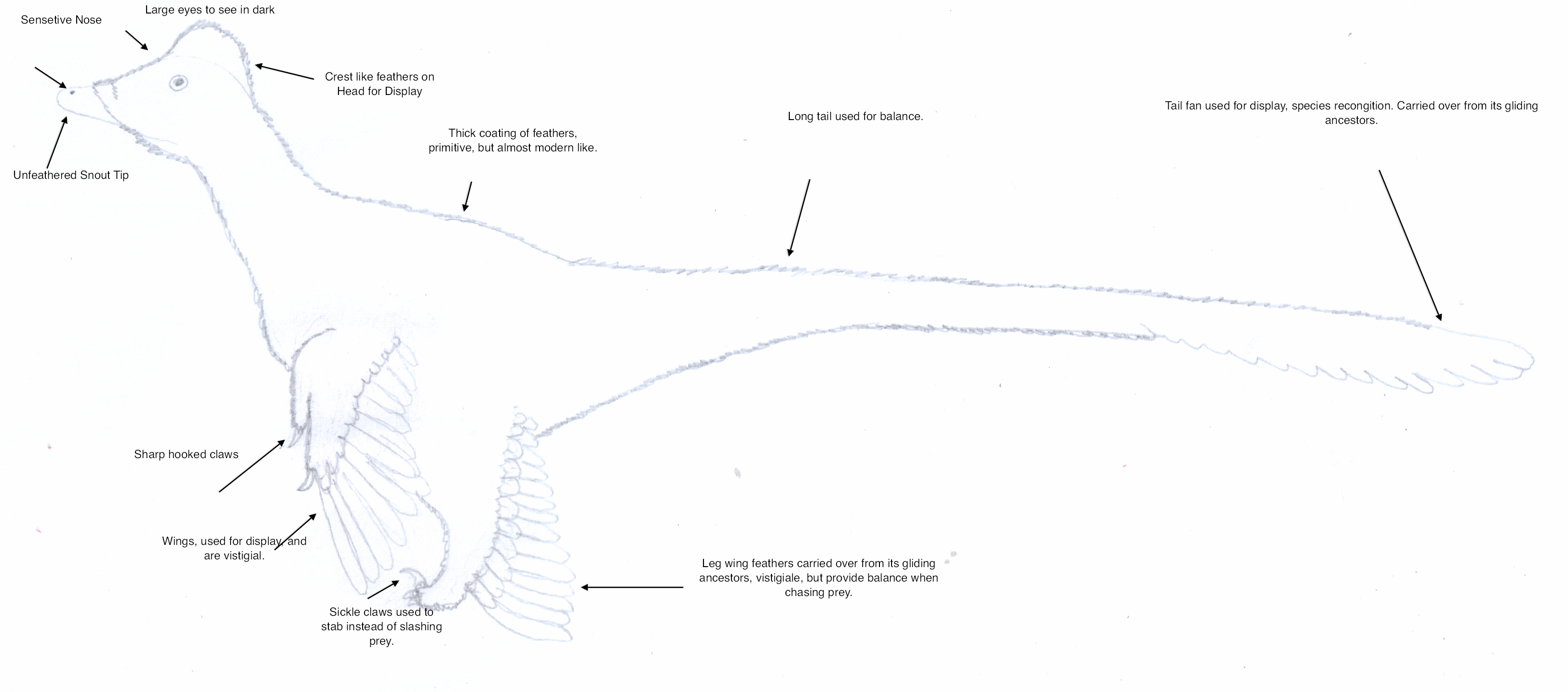Velociraptor Infographic by AlexornisAntecedens on DeviantArt
