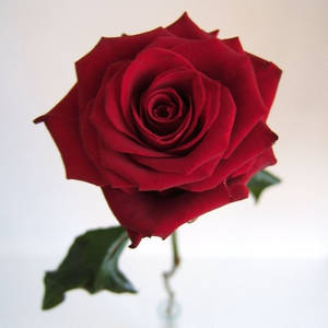 Explore the Best Bodymodification Art | DeviantArt