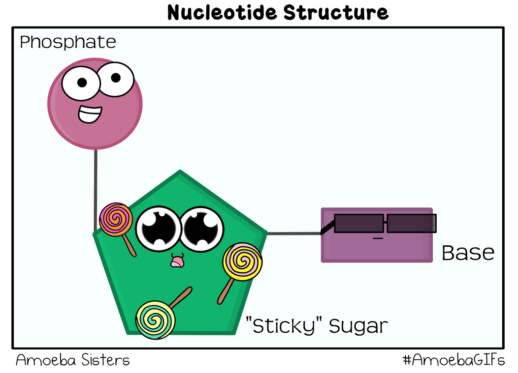Nucleotide