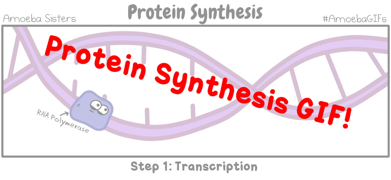 Protein Synthesis GIF by SarinaSunbeam on DeviantArt