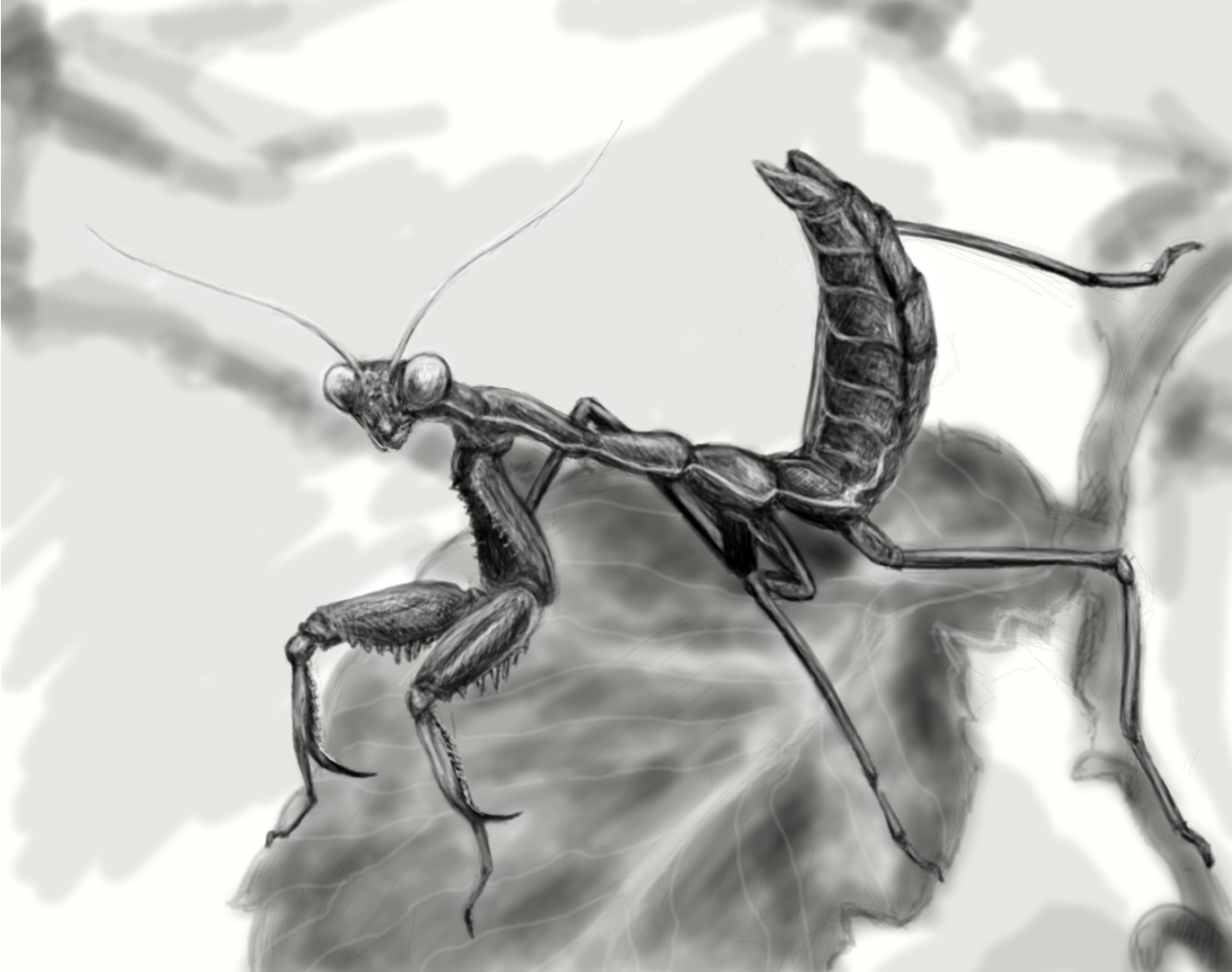 Praying Mantis Sketch by ADGood on DeviantArt