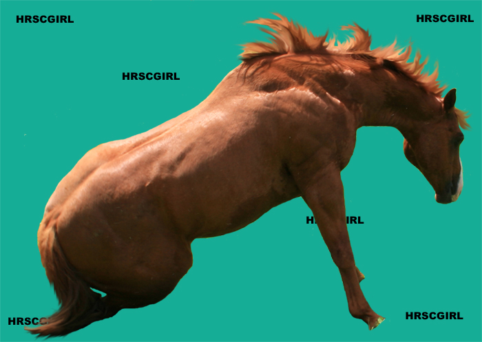 Trevor Flame Mane Cutout by hrscgirl on DeviantArt