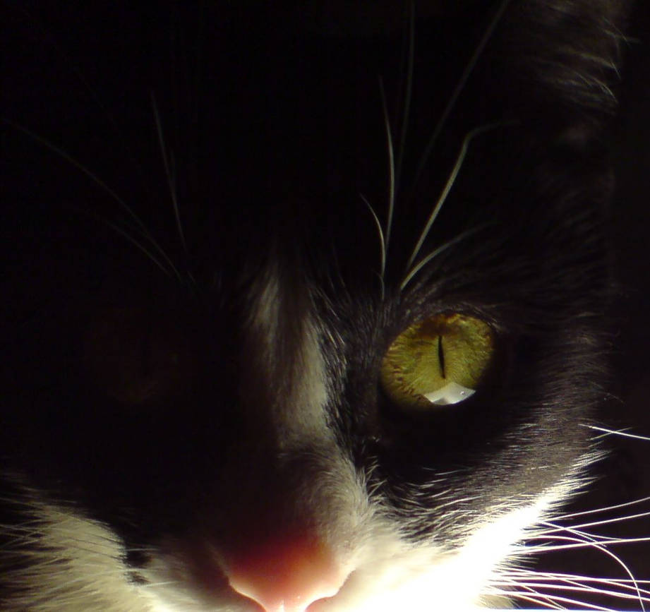 Guide to Immortality by drefeyja on DeviantArt