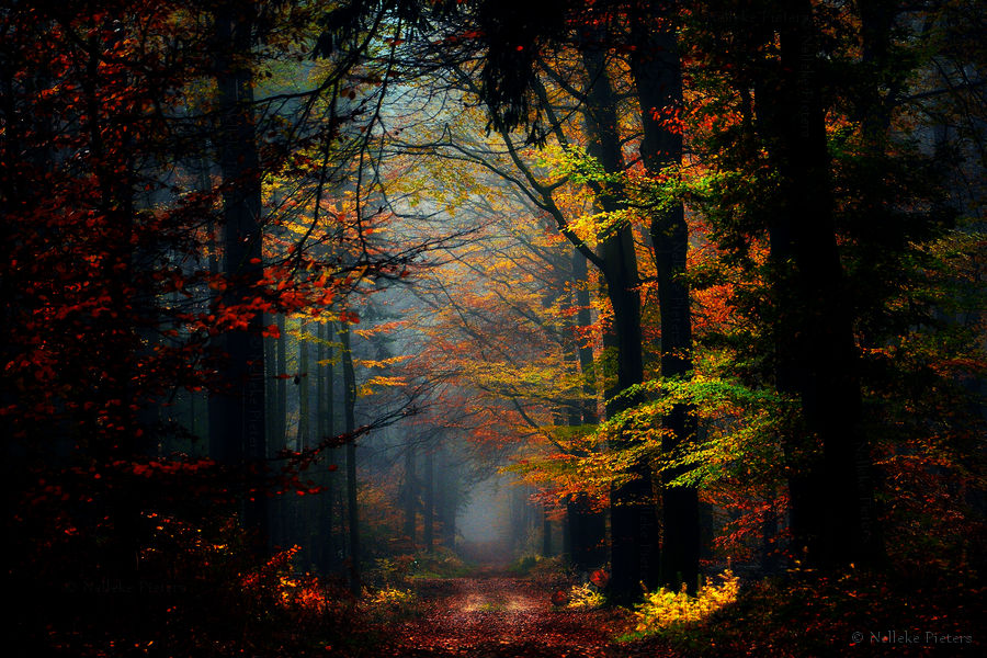 Secret Places by Nelleke on DeviantArt