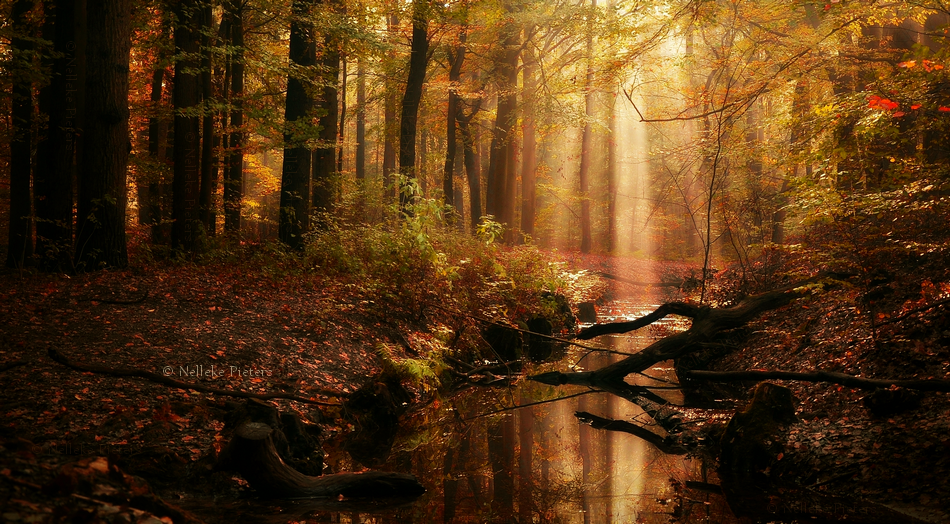 The-Aesthetic-Sense | DeviantArt