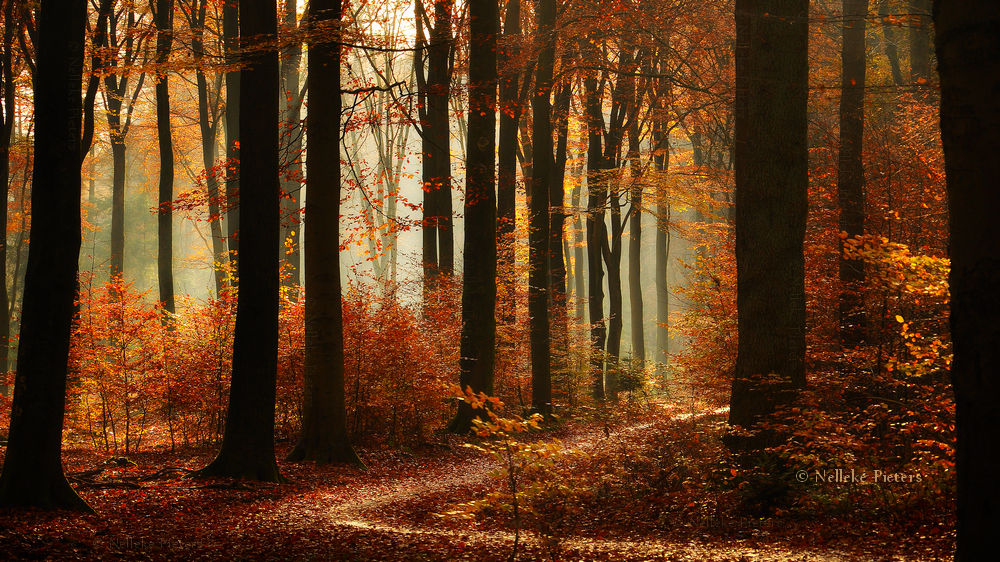 Autumnal Fairytale by Nelleke on DeviantArt