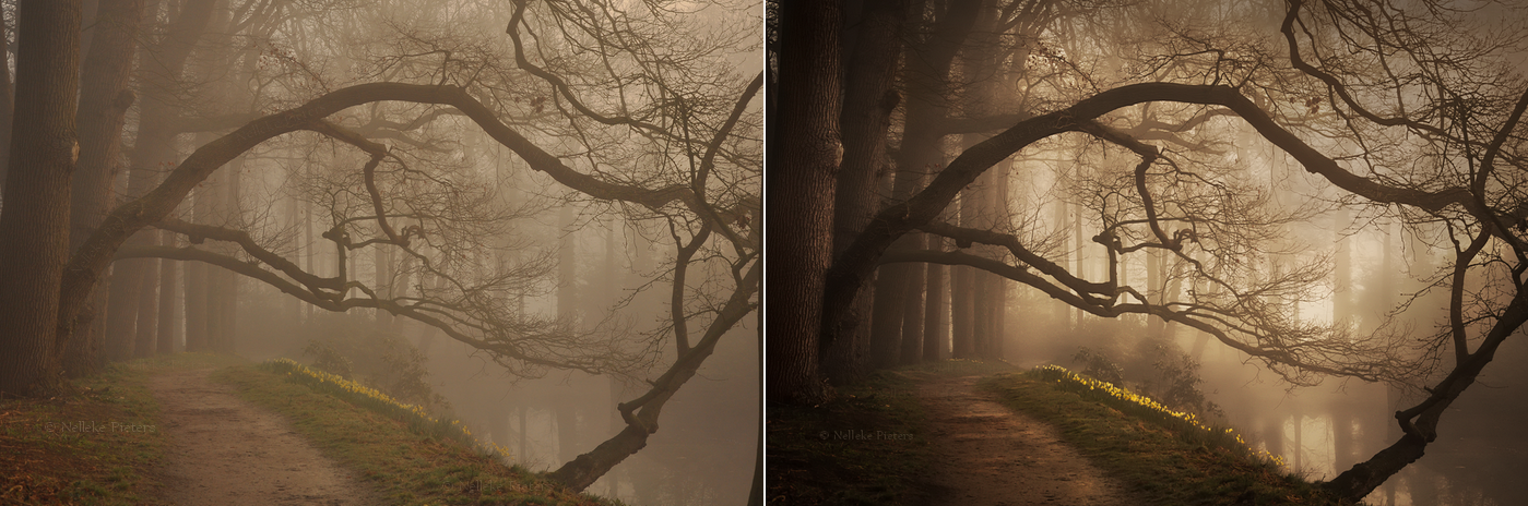 Forest Photography Tutorial by Nelleke on DeviantArt