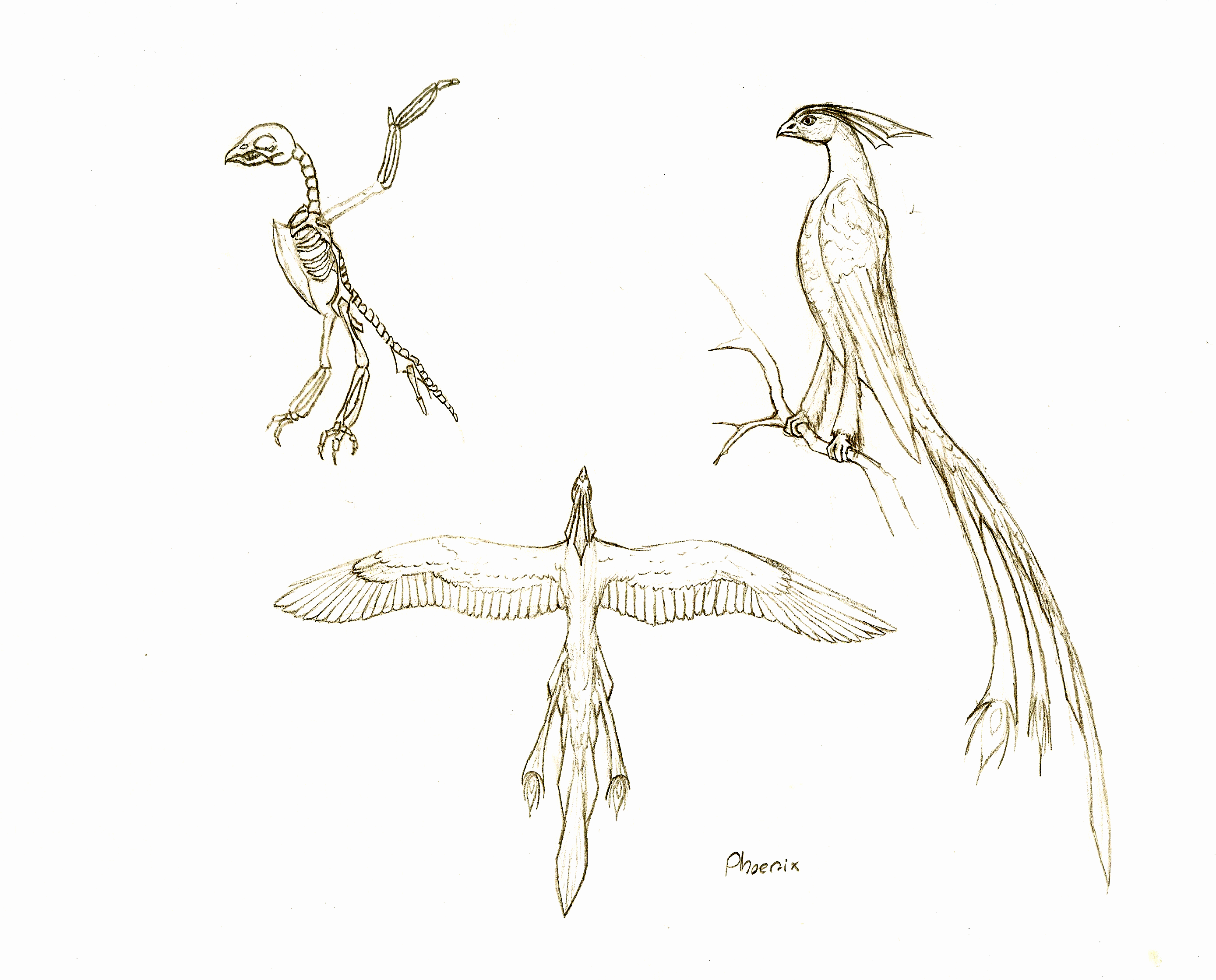 Phoenix Concept by Runic-Scribe on DeviantArt