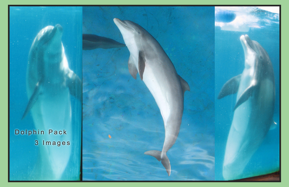 Dolphin Pack 2 by GreenEyezz-stock on DeviantArt