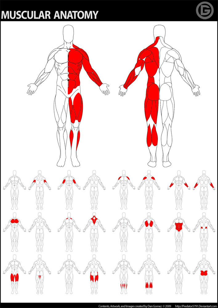 Interactive Muscular Anatomy by Predator5791 on DeviantArt
