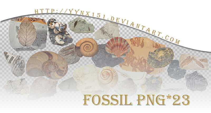 Fossil png pack #01 by yynx151 on DeviantArt