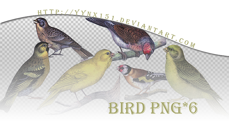 Bird png pack #05 by yynx151 on DeviantArt