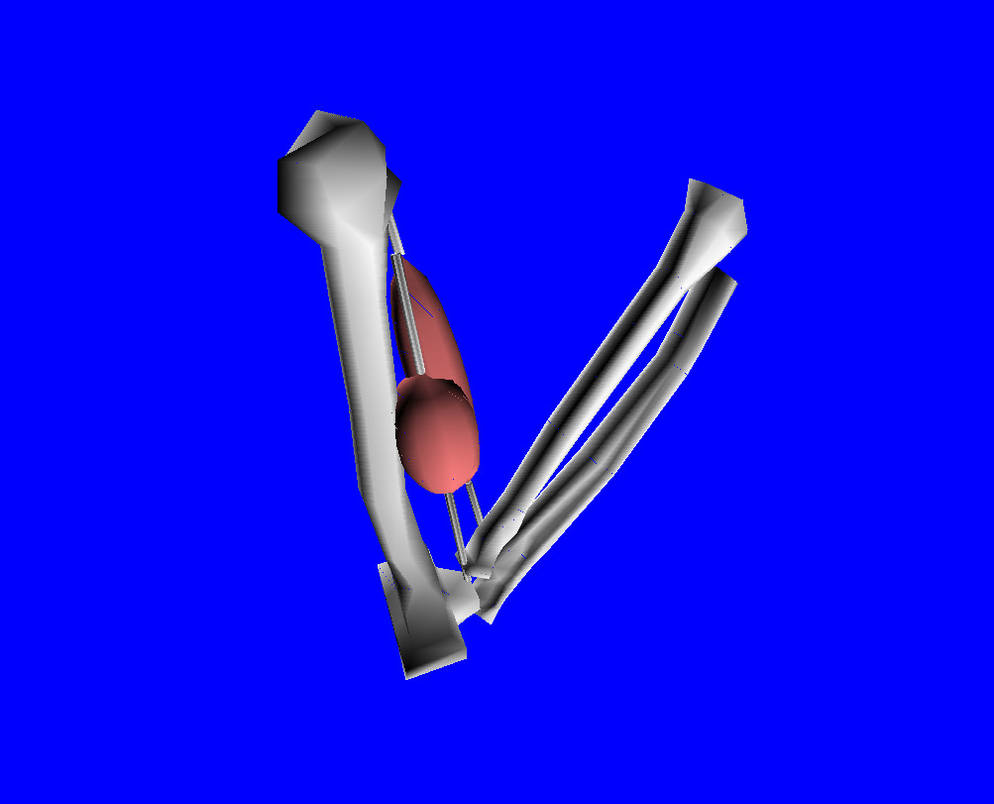 Muscle Animation by Ganymede105 on DeviantArt