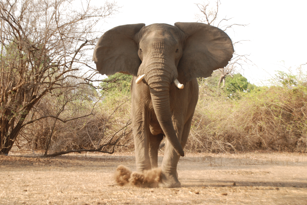 Animated Elephant Charge by zimian69 on DeviantArt