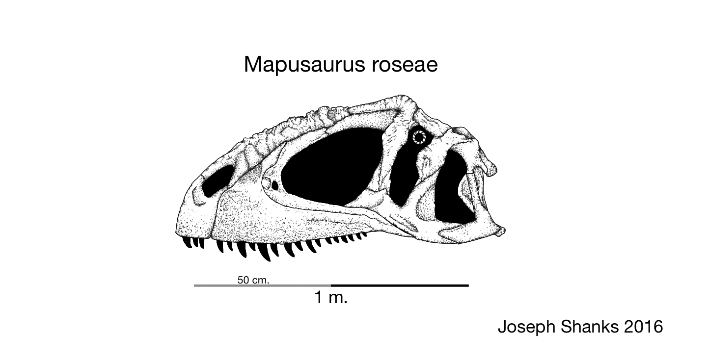 Mapusaurus holotype skull by PaleoJoe on DeviantArt