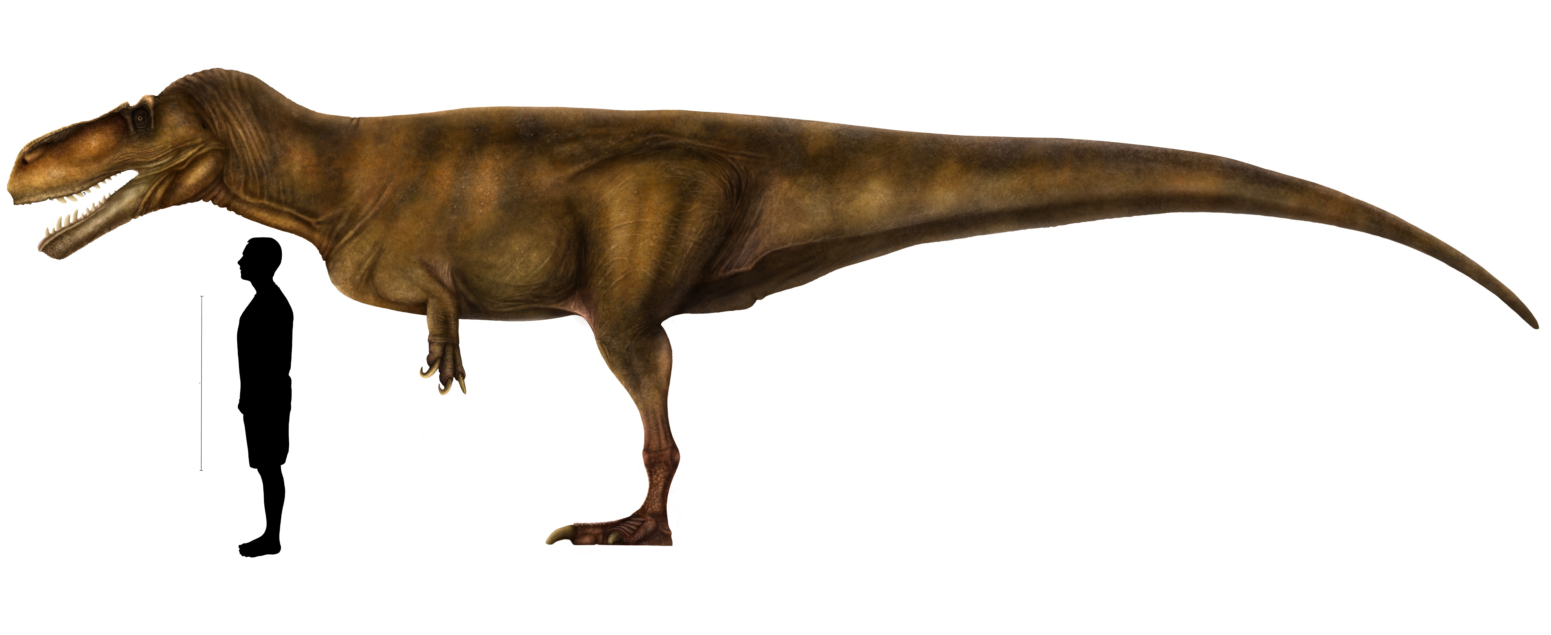 Torvosaurus tanneri (Holotype specimen) by PaleoJoe on DeviantArt