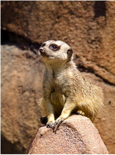 Meer Kitty Kitty 01. by gwensaer on DeviantArt