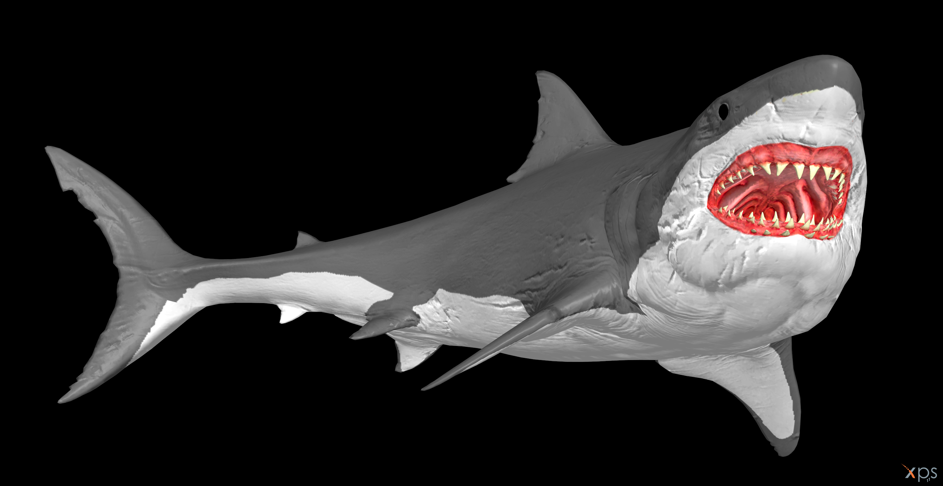 Great White Shark - XPS Model by Godzillajack2 on DeviantArt