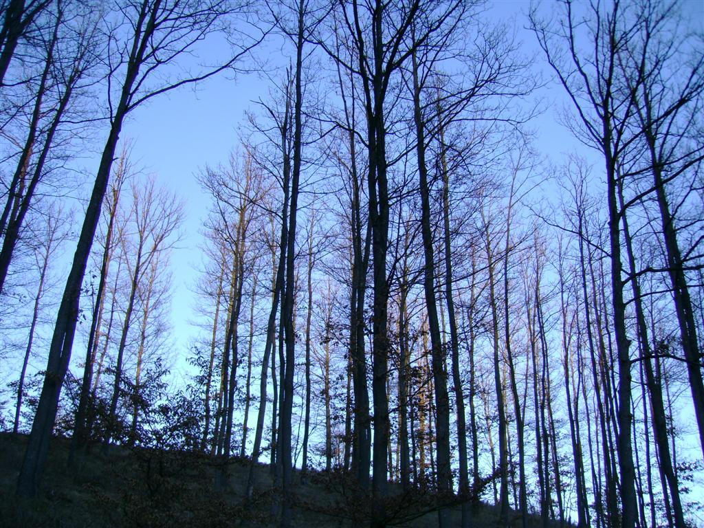 Endless Forest by EylonBear on DeviantArt