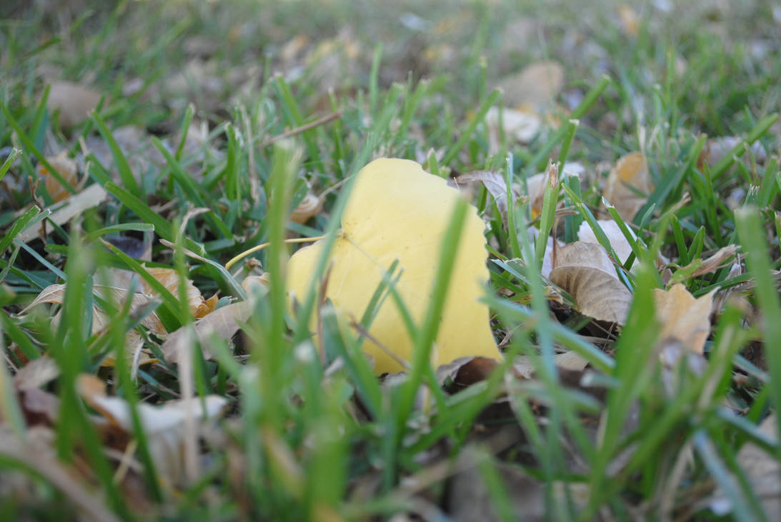 Pompus by outRAGEousConcepts on DeviantArt