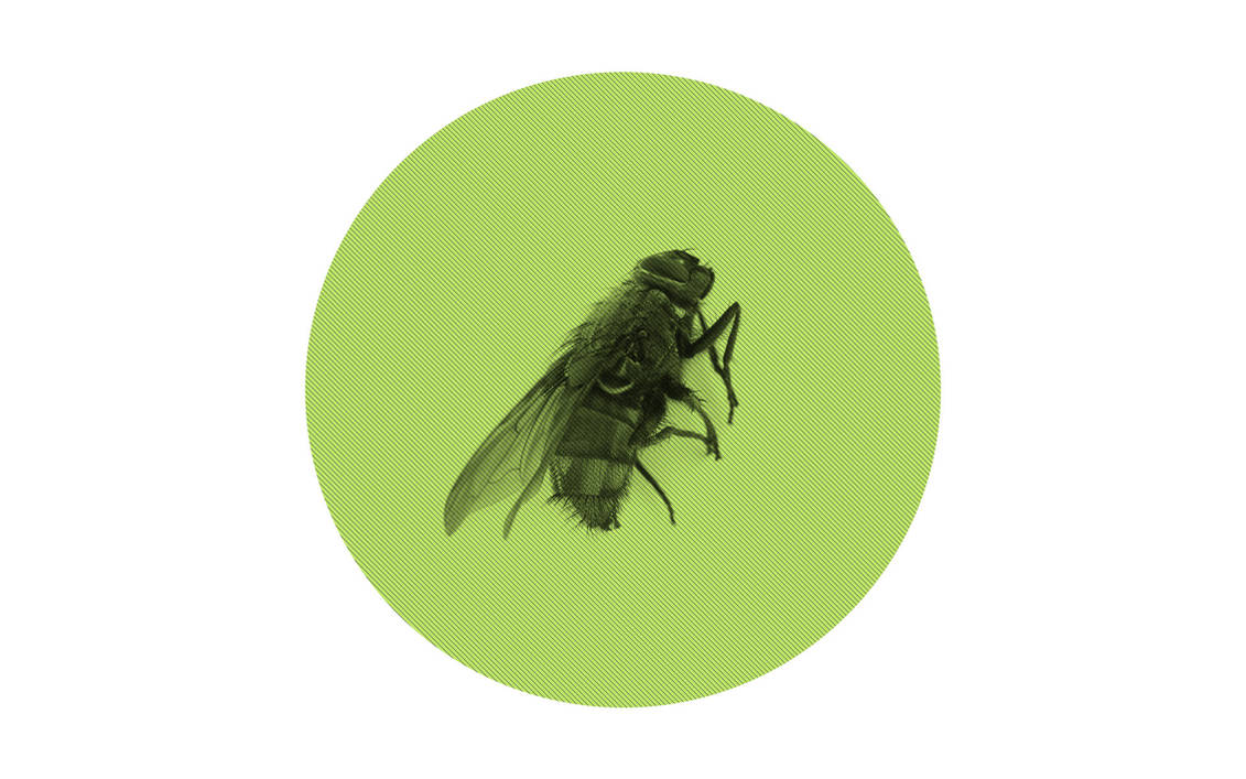 Minimalistic wallpaper, fly by oxanaart on DeviantArt