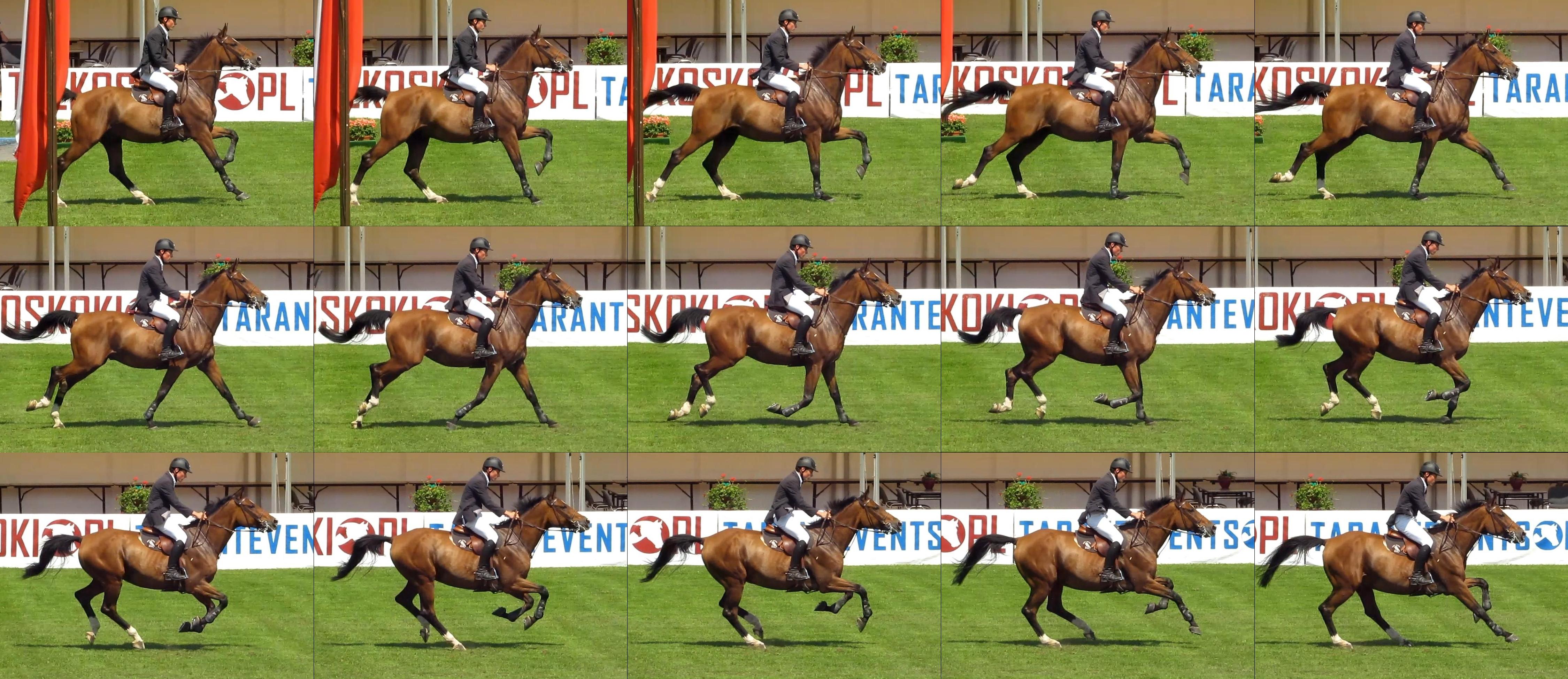 STOCK: Horse Run Anatomy, frame by frame download by missi-alicja on ...