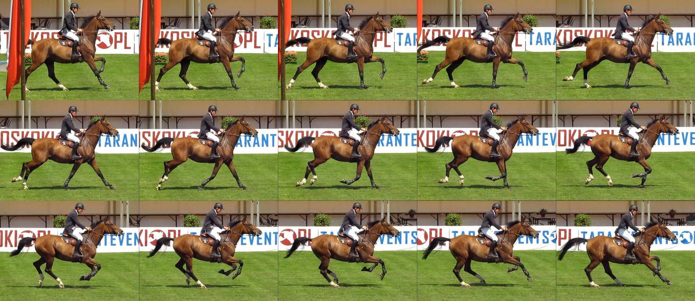 STOCK: Horse Run Anatomy, frame by frame download by missi-alicja on ...