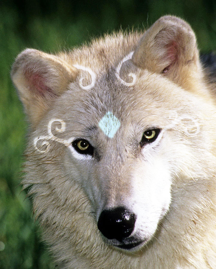 Wolf Spirit Guide