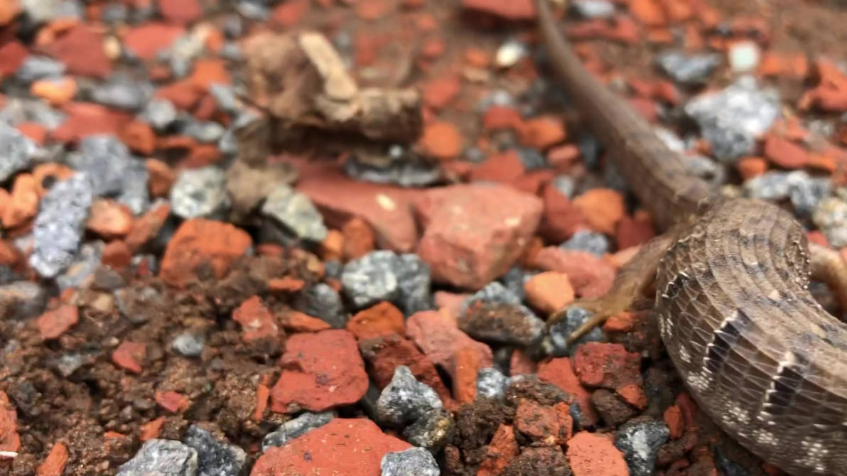 Atlantean alligator lizard by LagovulpesTheGentle on DeviantArt