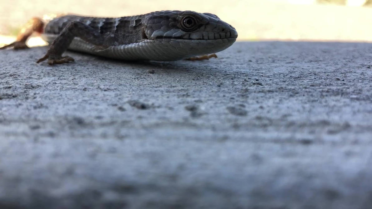 Alligator lizard, full length by LagovulpesTheGentle on DeviantArt