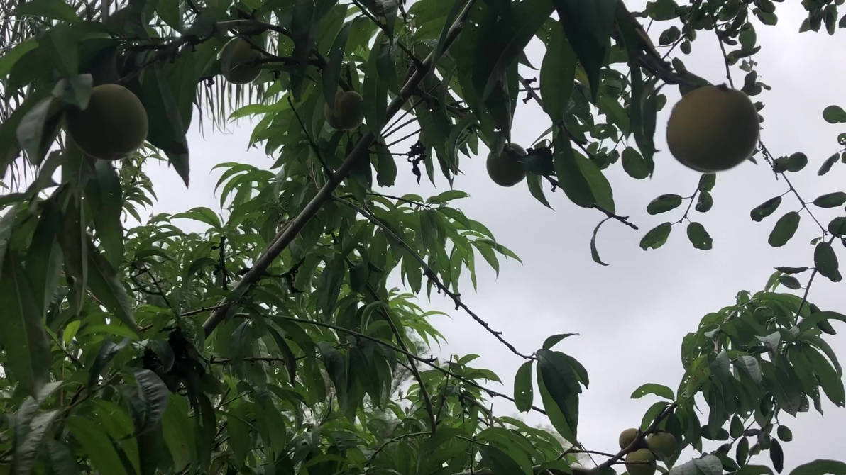 Harvesting fruit, part 5 by LagovulpesTheGentle on DeviantArt