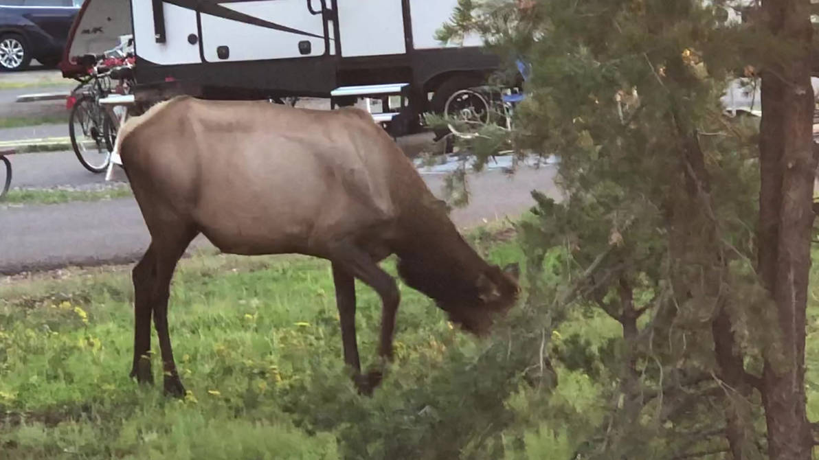 The Elk 2 by LagovulpesTheGentle on DeviantArt